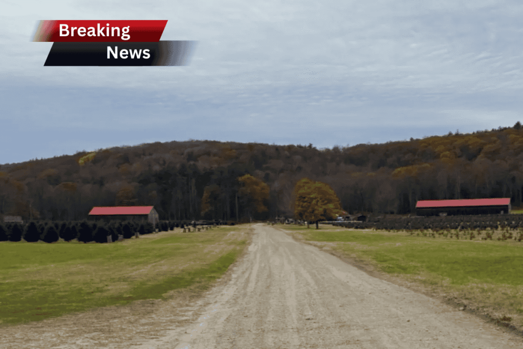 72-year-old bought an ‘overgrown’ Christmas tree farm in 2010—now it’s ...